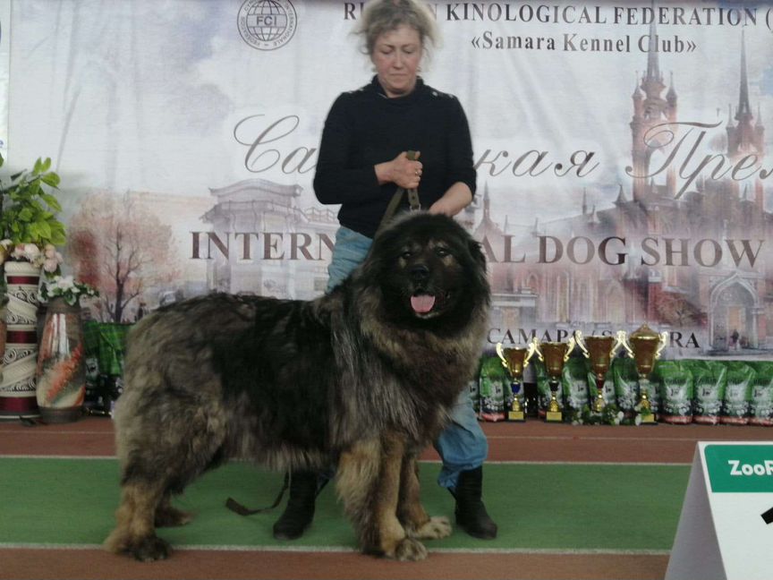 Кавказской овчарки, щенки из питомника