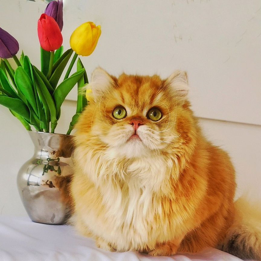 Британский котенок золотая шиншилла