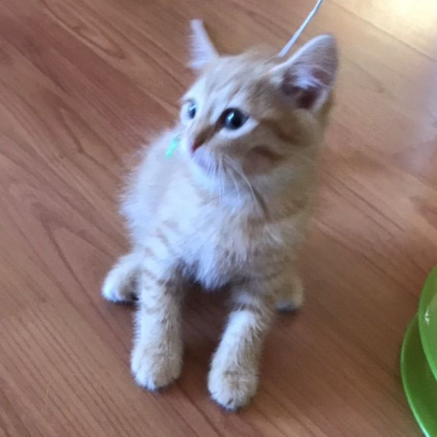 Котята в добрые руки приучены к лотку