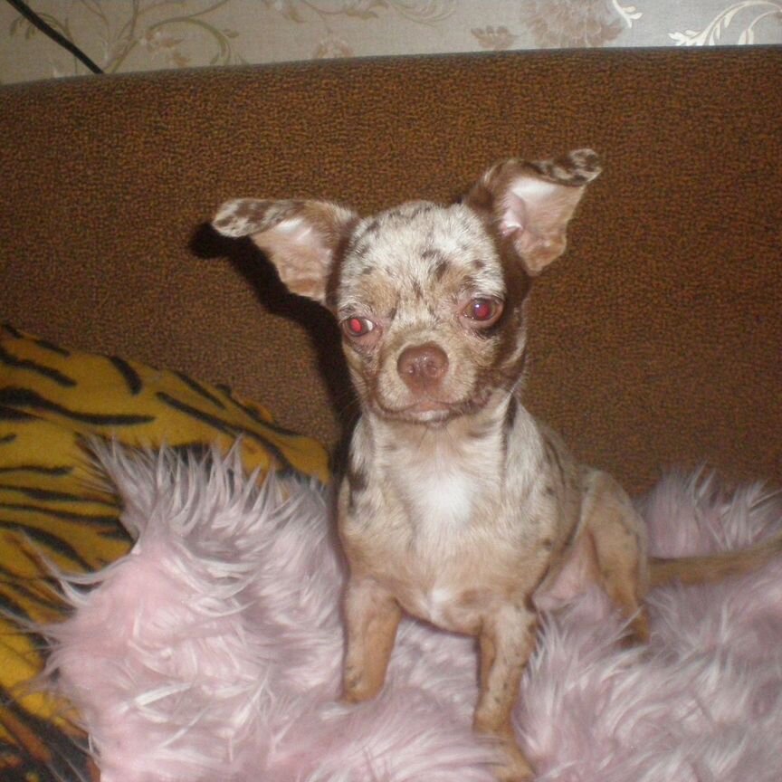 Собаки щенки