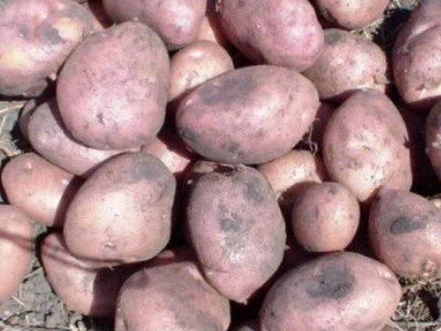 Отдам картофель мелкий на корм скоту