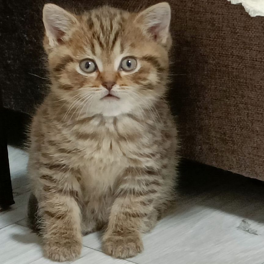 Британский короткошёрстный котёнок