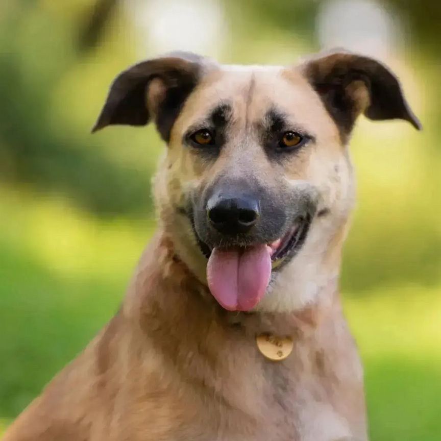 Белка ищет любящий дом