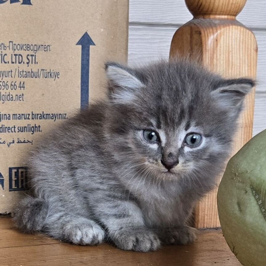 Котята