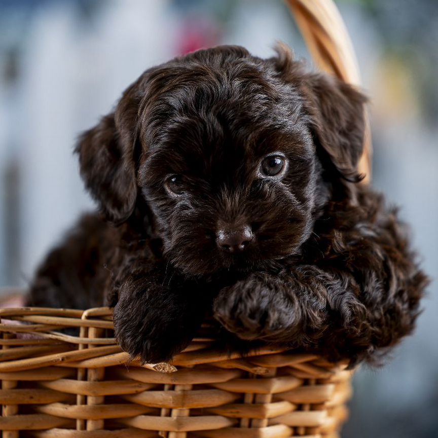 Русская цветная болонка, щенок