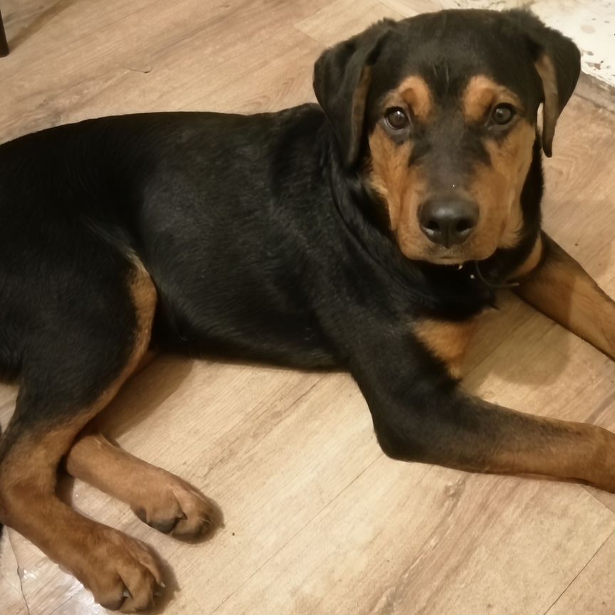 Ротвейлер, щенок