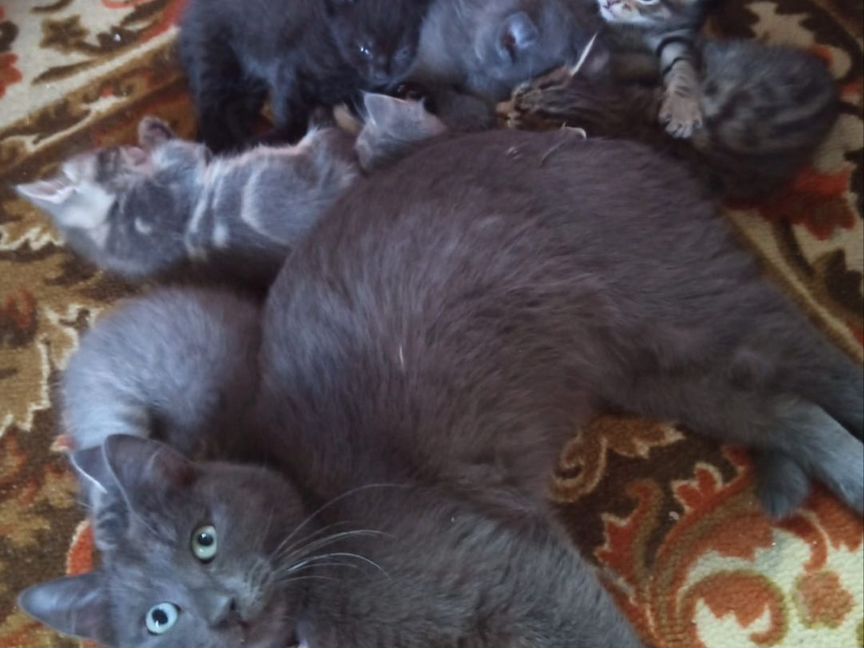 Русская голубая и мейн кун