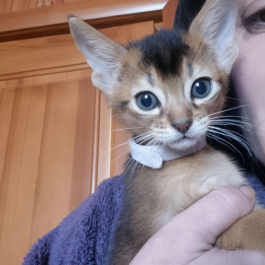 Абиссинский котёнок