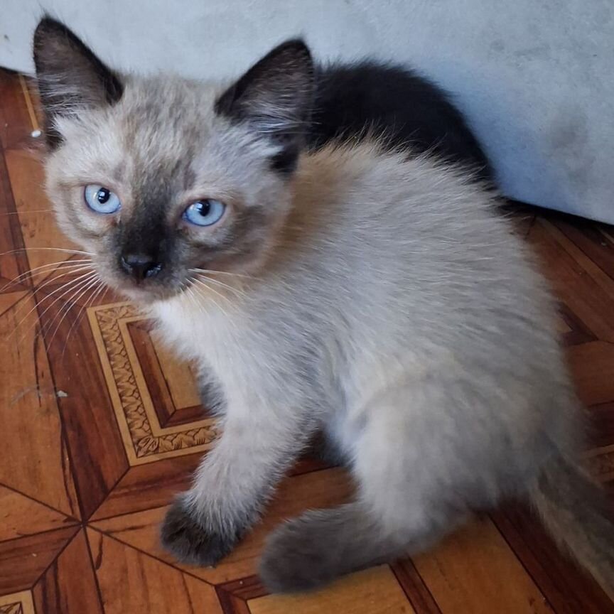 Тайский котёнок