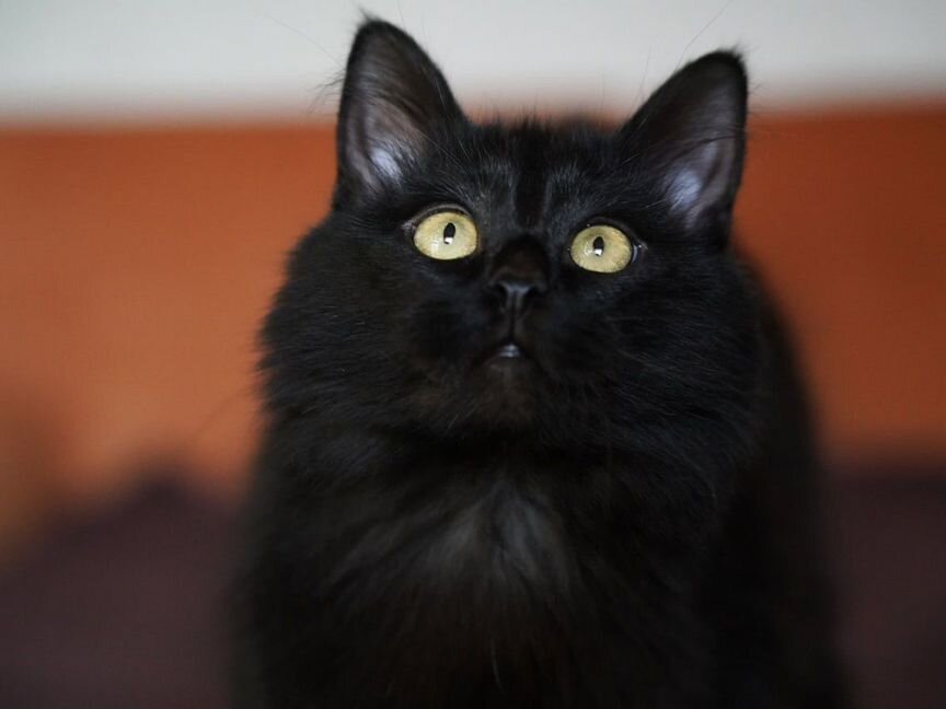 Кошка