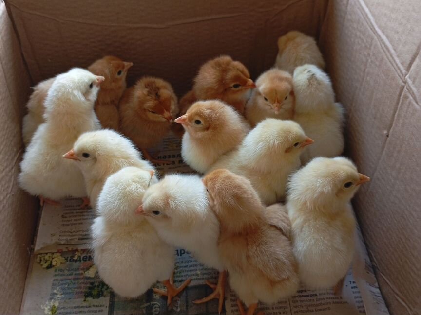 Цыплята суточные