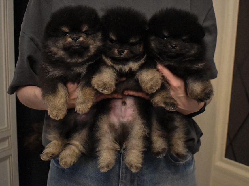 Черно-подпалые померашки