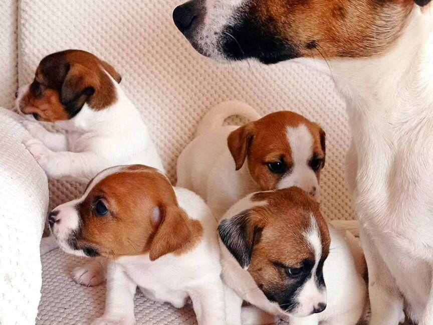 Щенки джек Рассел терьер