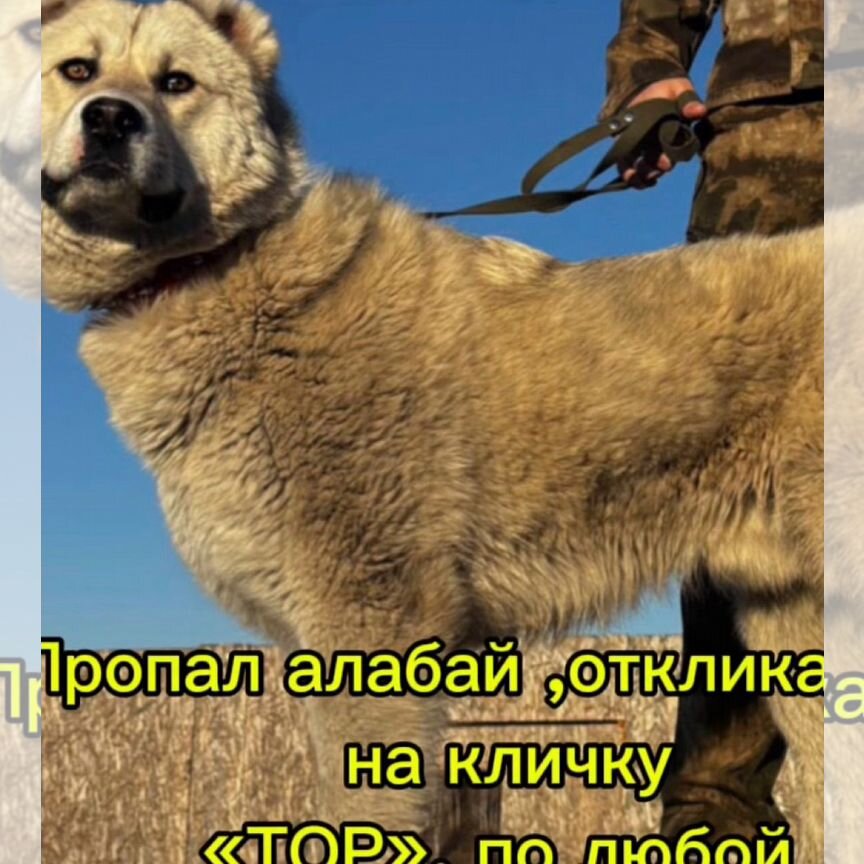 Среднеазиатская овчарка, щенок