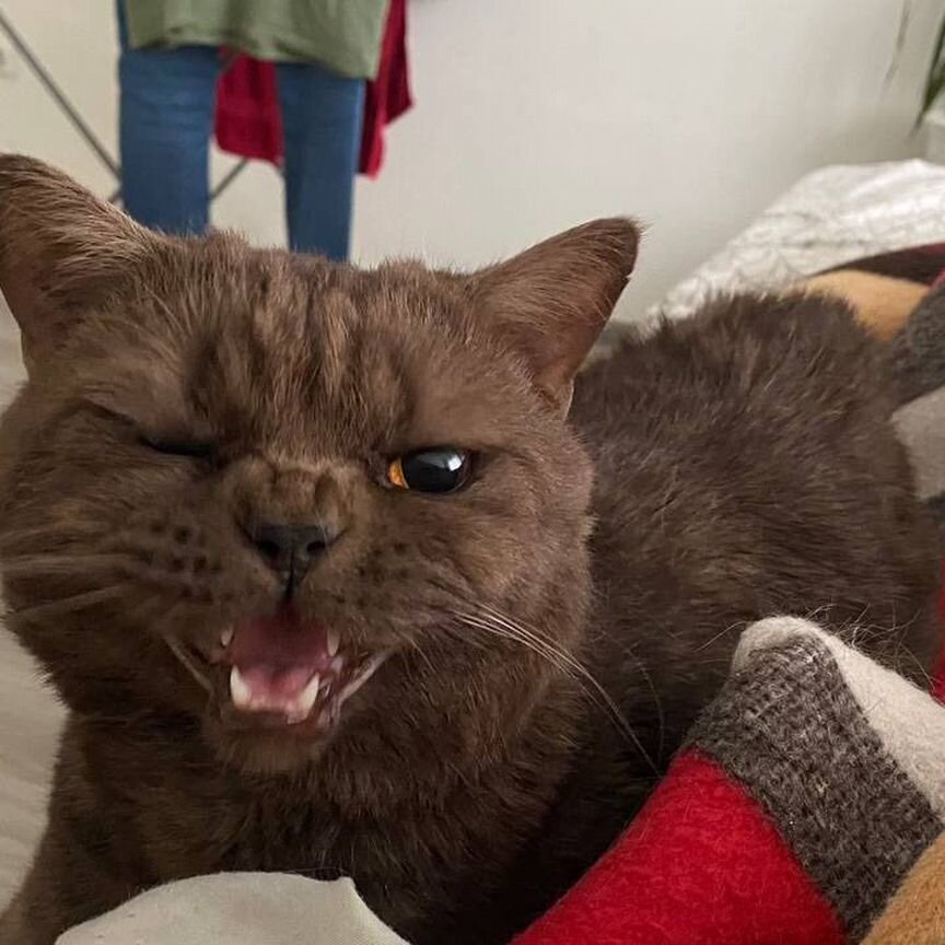 Британский кот