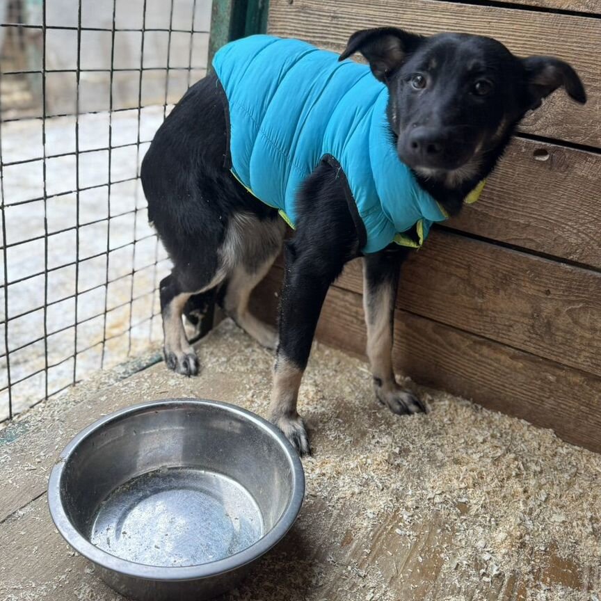 Щенок в добрые руки