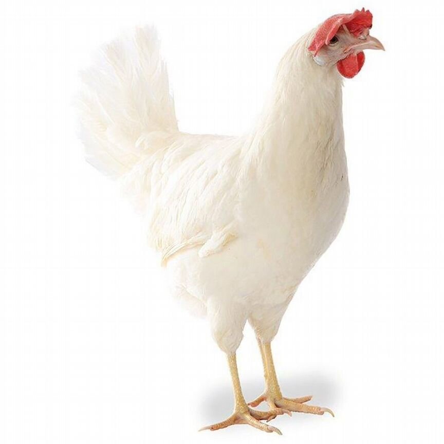 Куры несушки