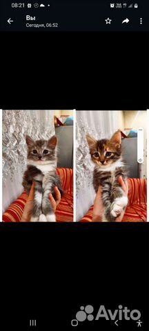 Котята сибирской мышеловки в добрые руки