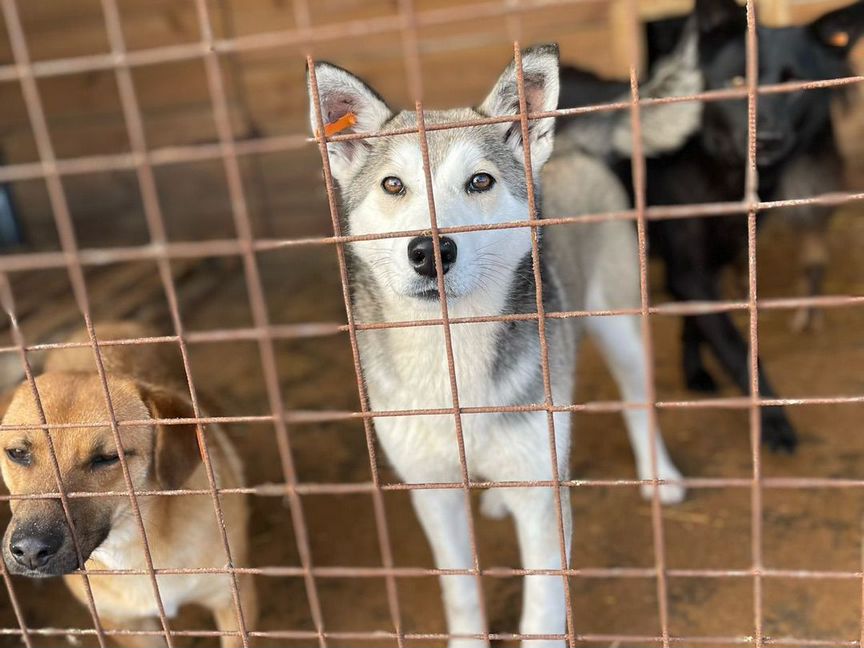 Собака в добрые руки отдам бесплатно