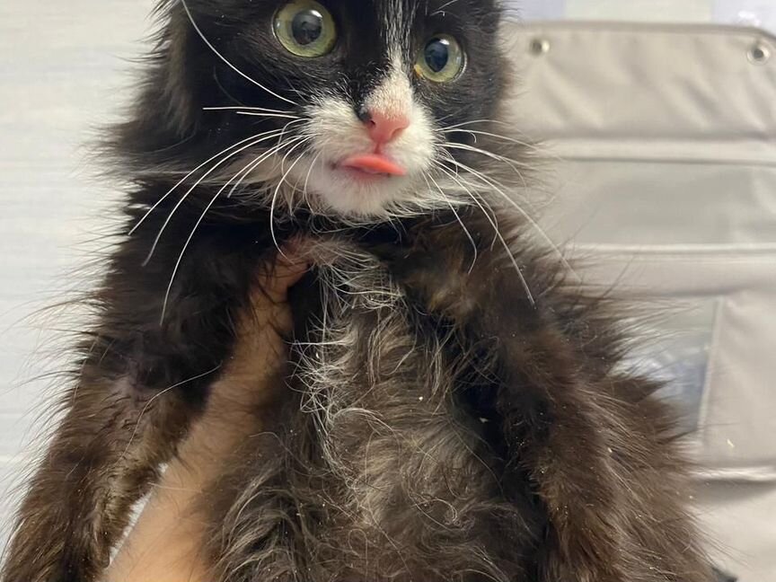 Котенок малышка пушишка