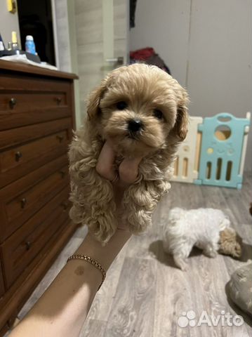 Мальтипу ф1 микро мальчик 2 мес