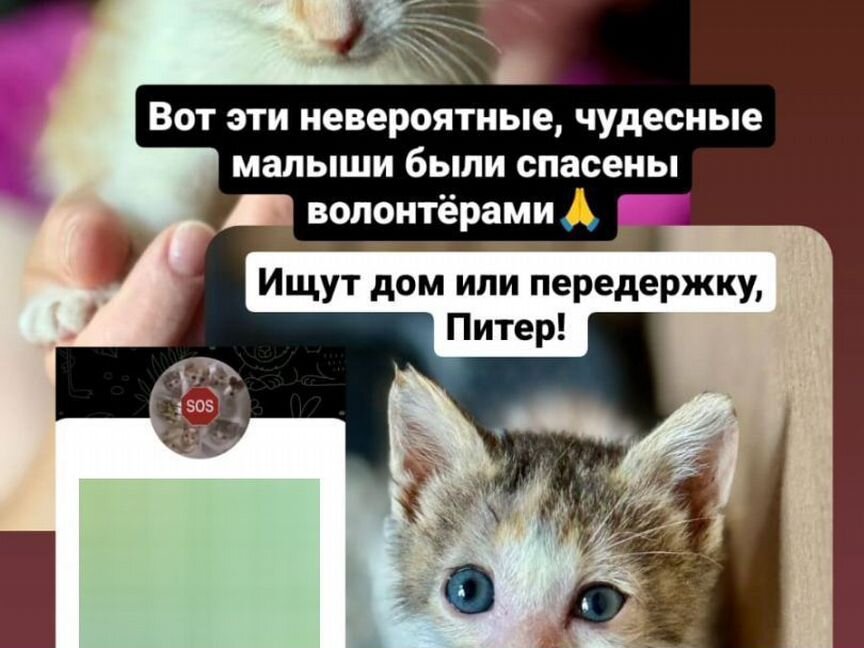 Котенок 2 месяца