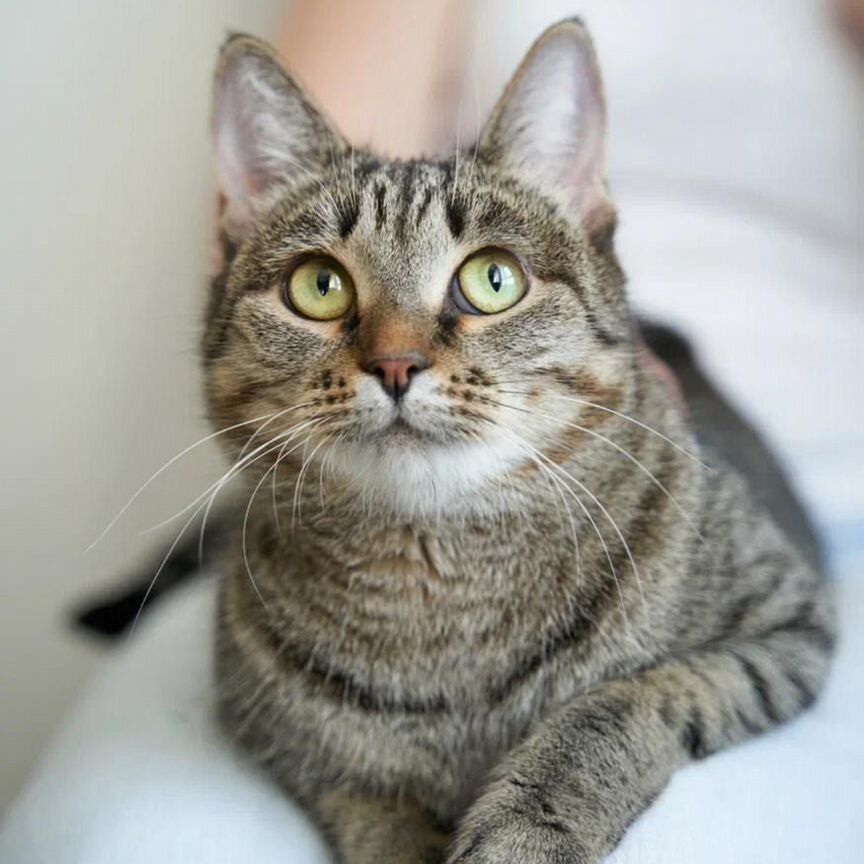 Ася в добрые руки