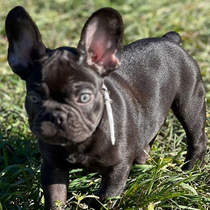 Французский бульдог щенки