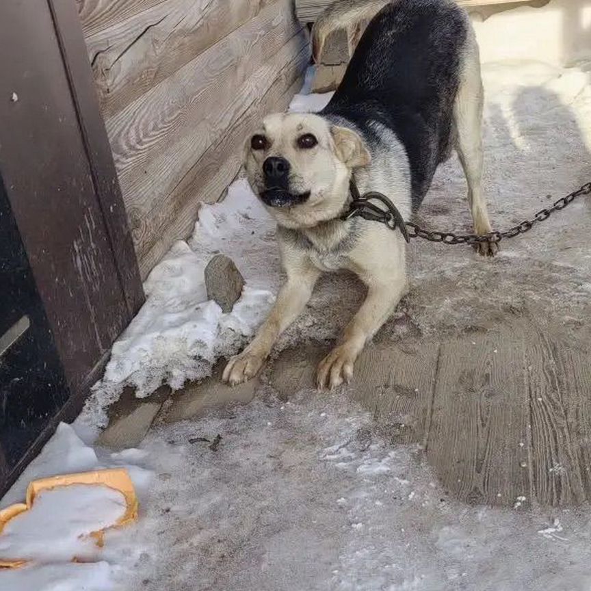 Взрослая собака в добрые руки