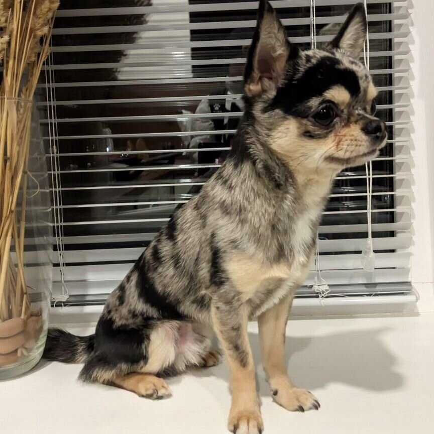 Чихуахуа, взрослый пёс