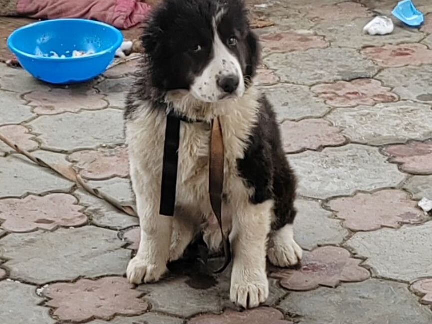 Щенок алабая 2мес