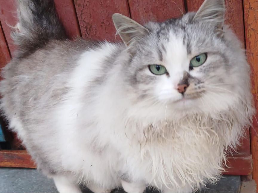 Сибирская кошка, похожа