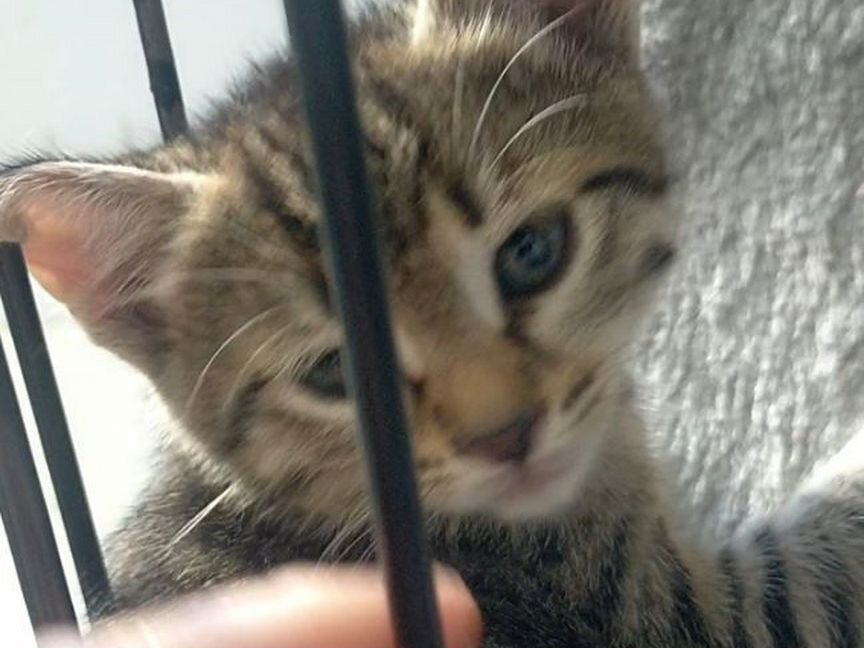 Котенок полосатик девка
