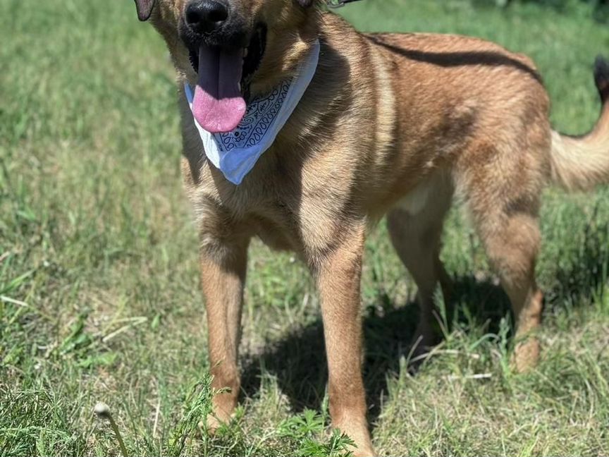 Собака в добрые руки