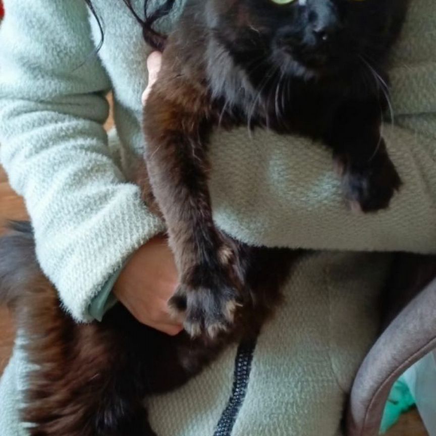 Отдам кота в добрые руки