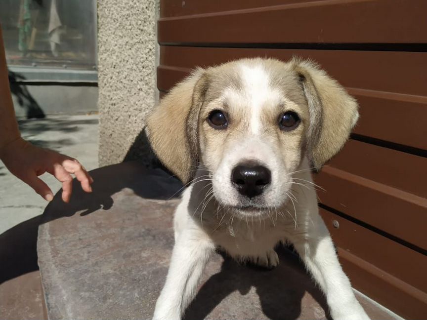 Щенок мальчик в добрые руки