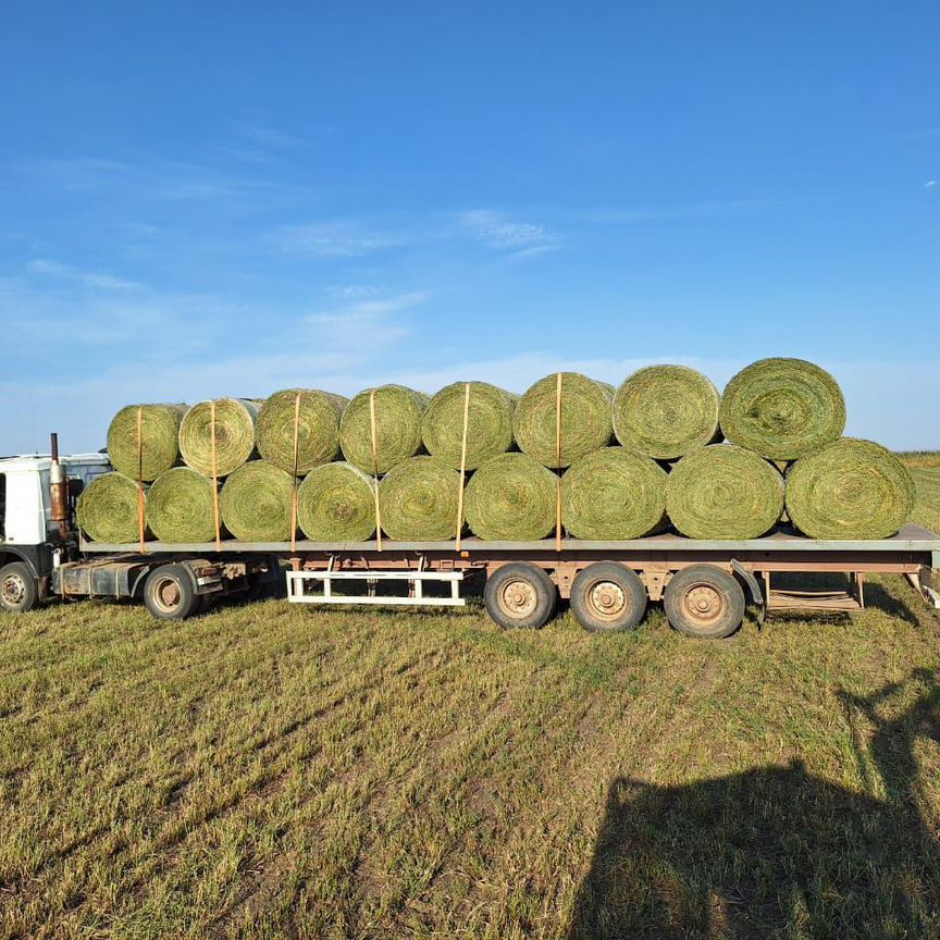 Люцерка в рулонах