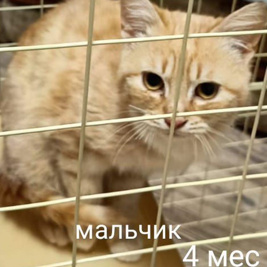 Рыжий котёнок 3 мес