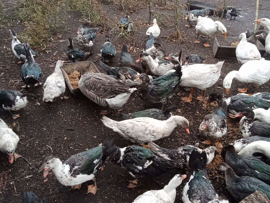 Утки большим и маленьким оптом