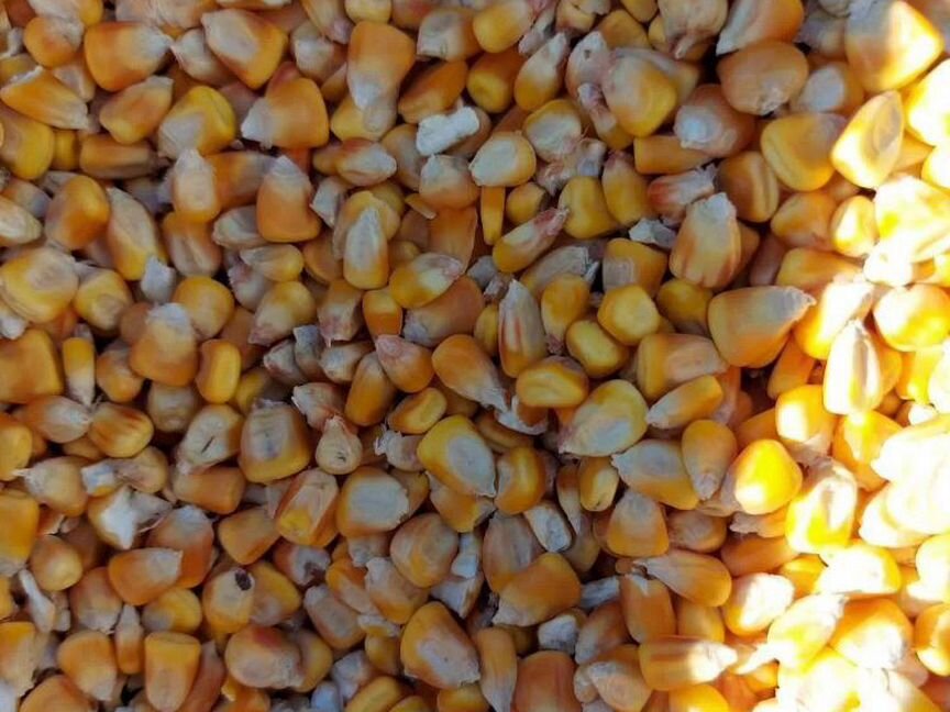 Горох, Подсолнечник на корм