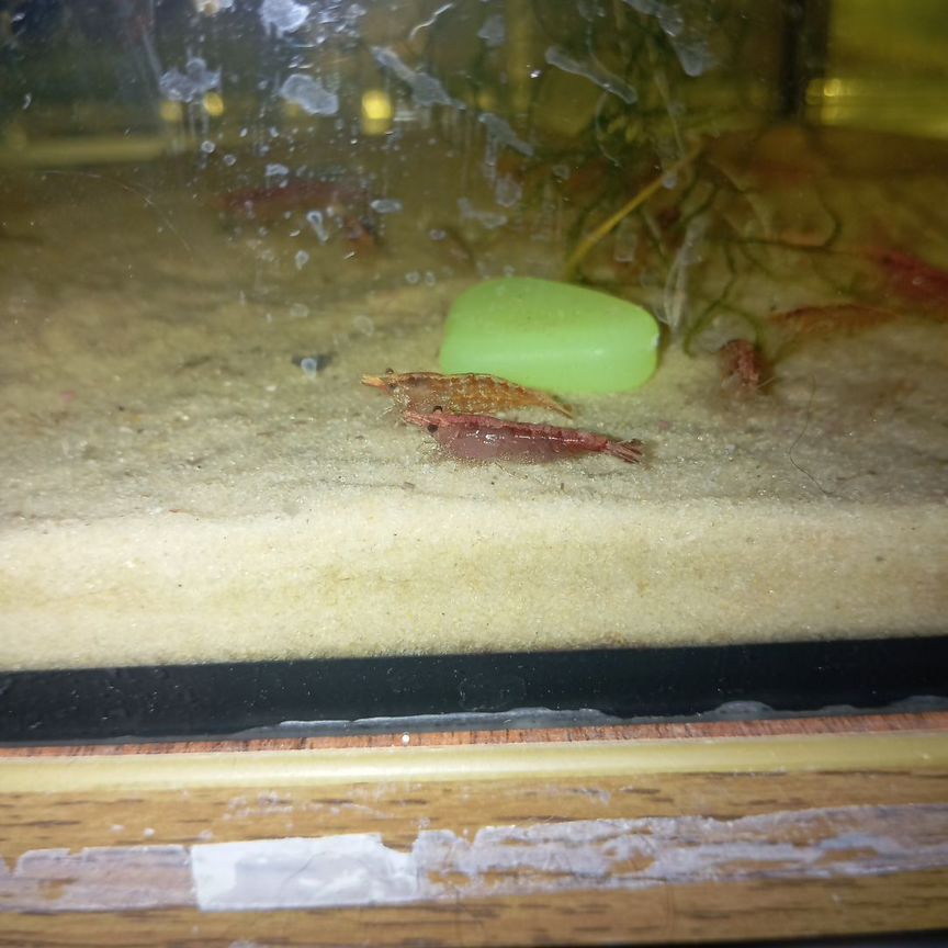 Креветки неокардины