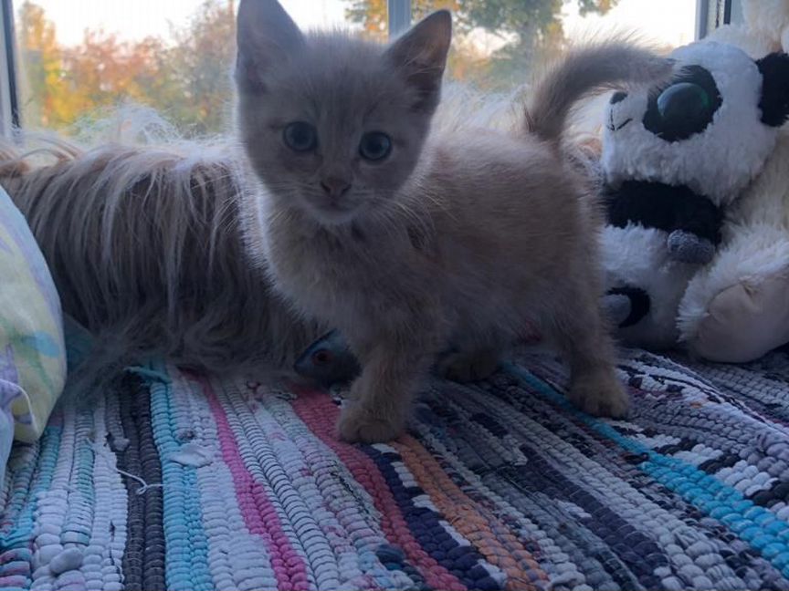 Котенок в добрые руки
