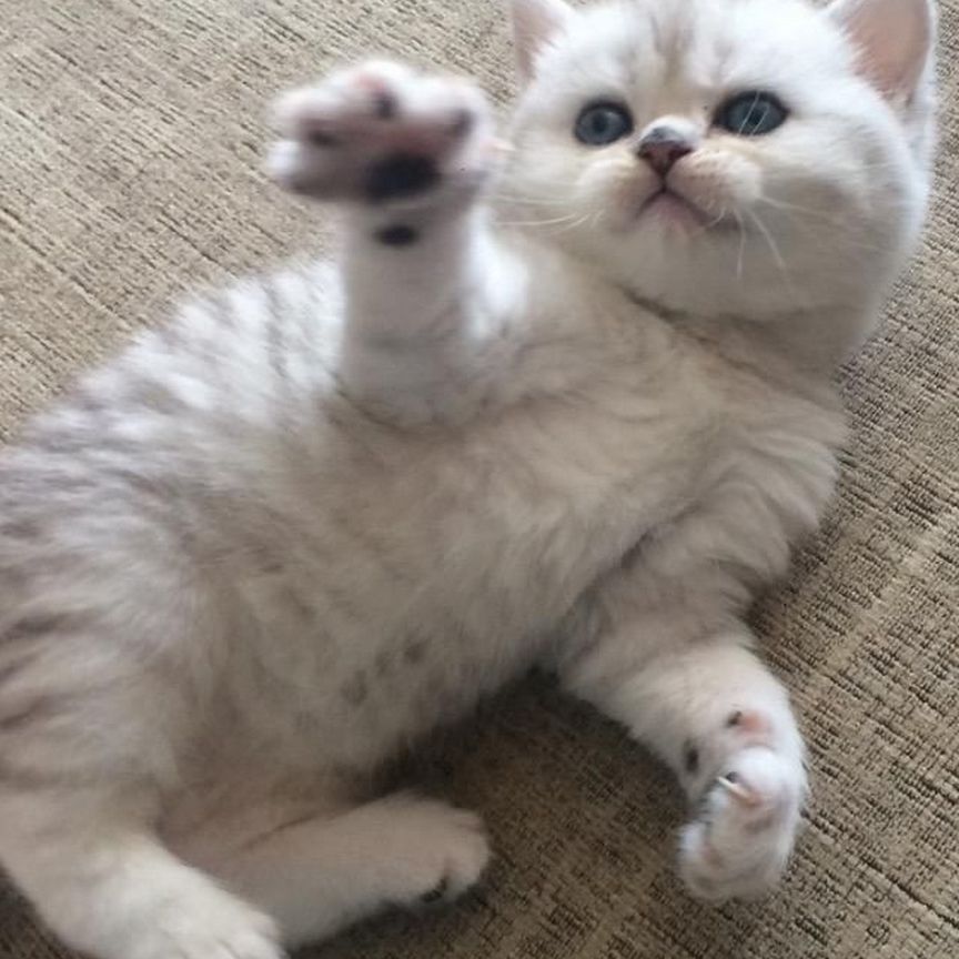 Шотландские британцы котята