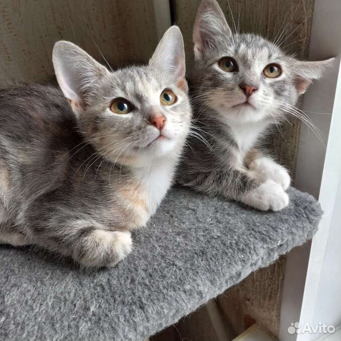 Милые друзья ищут дом