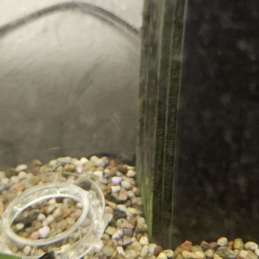 Аквариумные рыбки гуппи