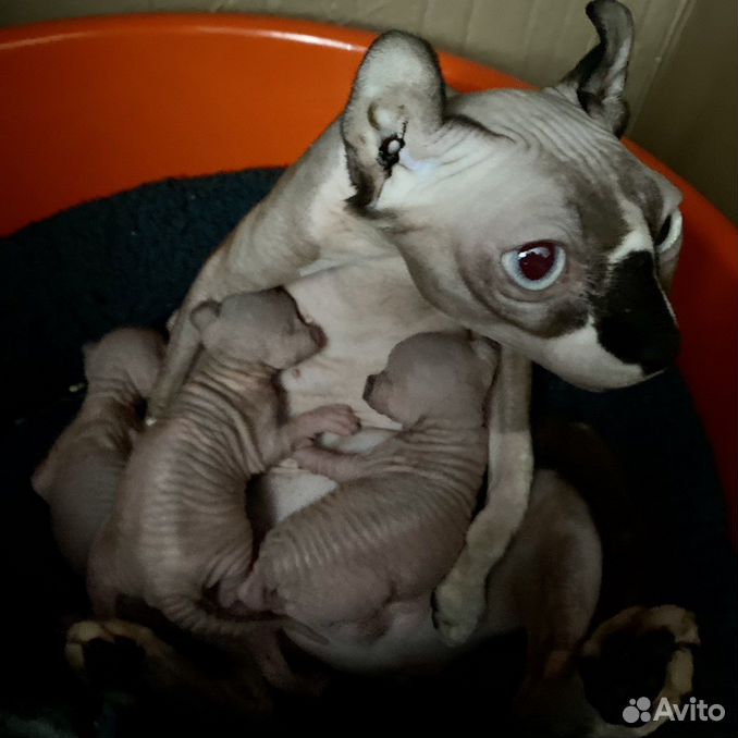 Котята Эльфики