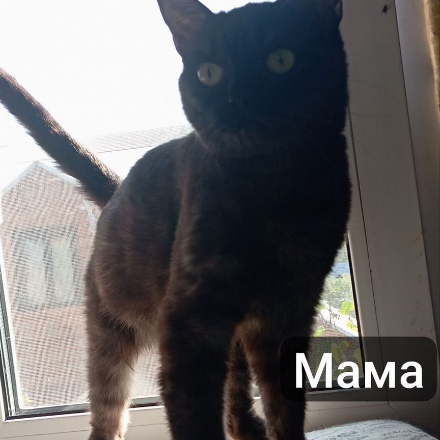 Котята в добрые руки бесплатно мальчики