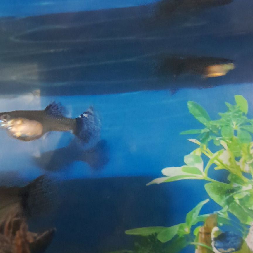 Самка гуппи