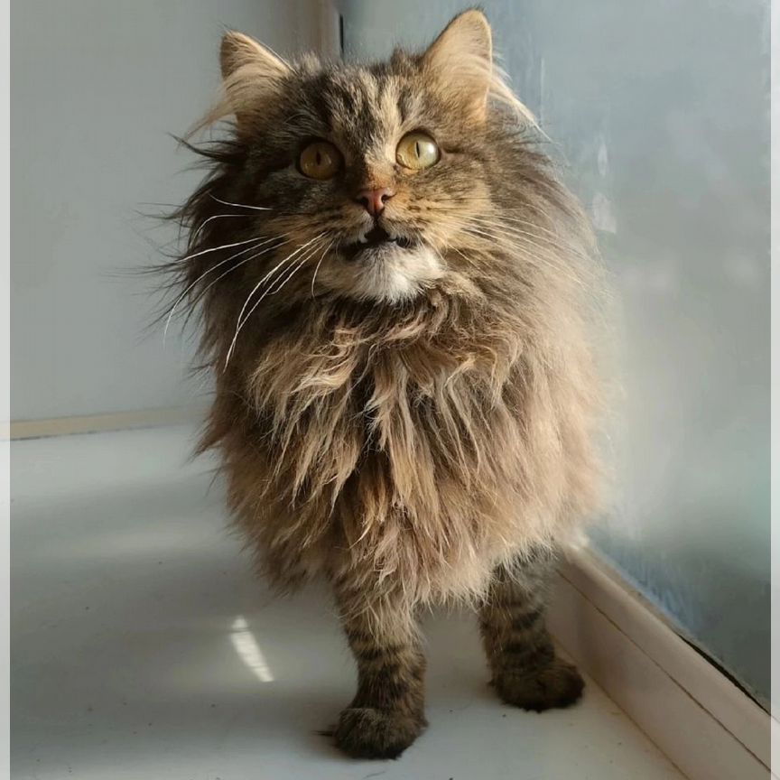 Кошка сибирская