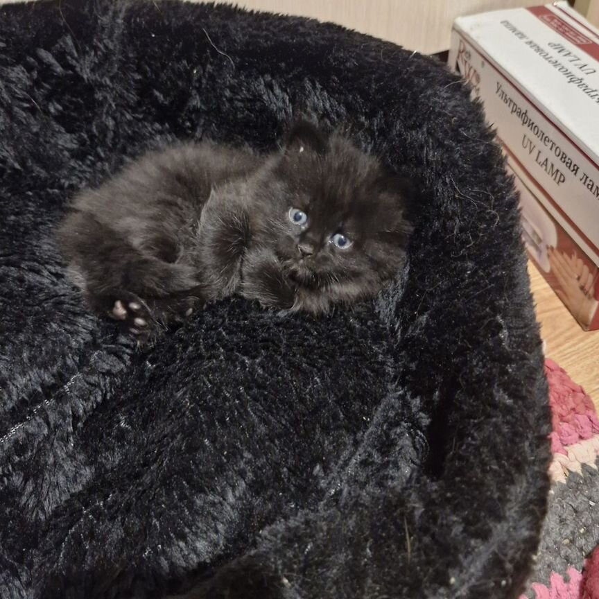 Помись обычной кошечки и мейкуна